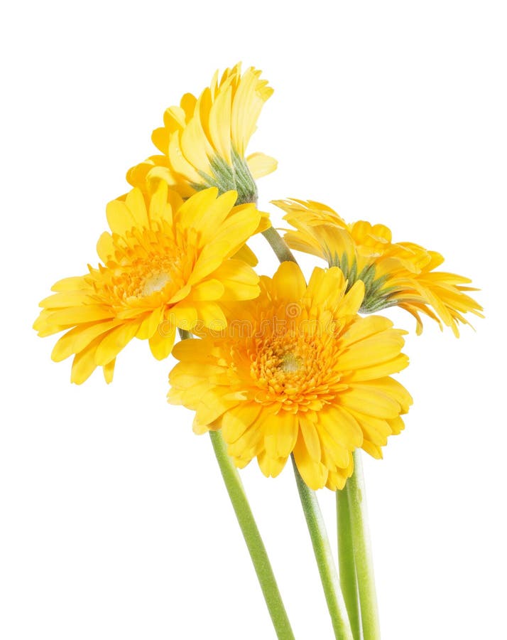 Fleur de Germini image stock. Image du jardin, macro - 30431709