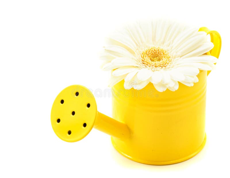 Germini White in Yellow Watering Can Stock Photo - Image of germini ...