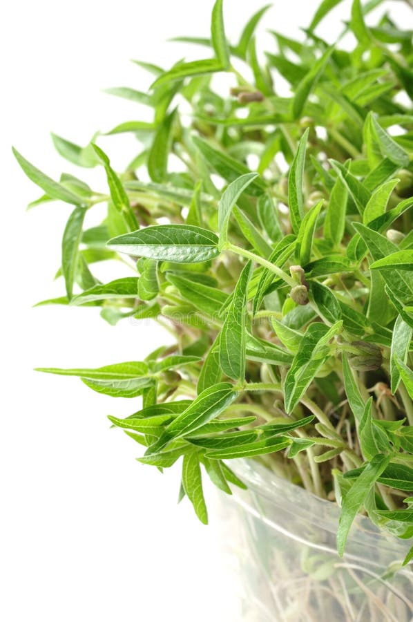 Germogli del fagiolo verde immagine stock. Immagine di vegetariano ...