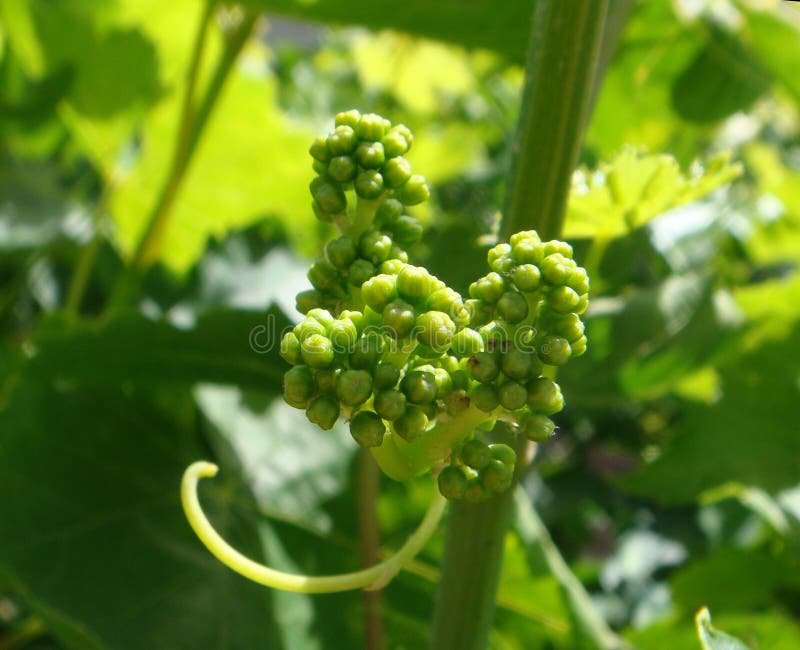 Germogli Di Fiore Della Vite Fotografia Stock - Immagine di vino, verde ...