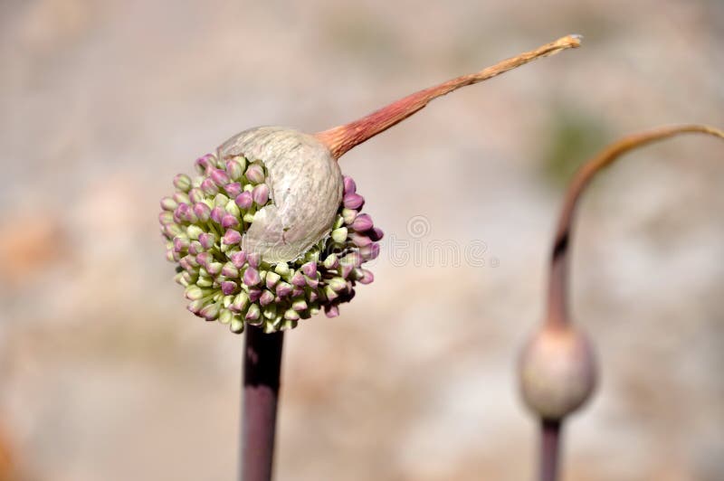 Fiore Di Un Porro Intestato Rotondo (sphaerocephalon Dell'allium ...