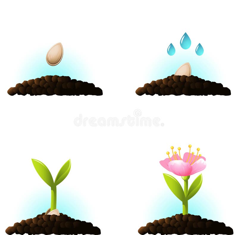 Seme Illustrazioni, Vettoriali E Clipart Stock – (318,957 Illustrazioni ...