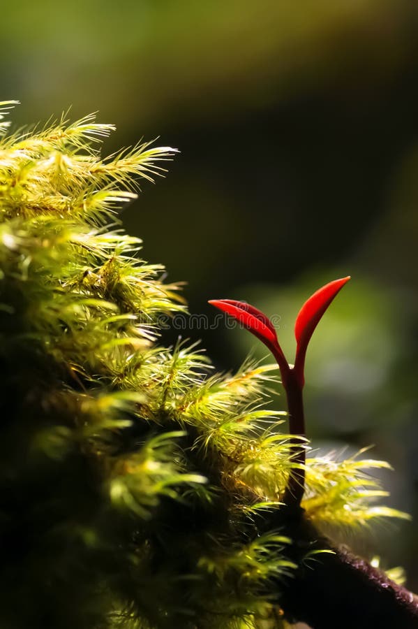 Gemma Rossa di Felce immagine stock. Immagine di sviluppo - 20015381