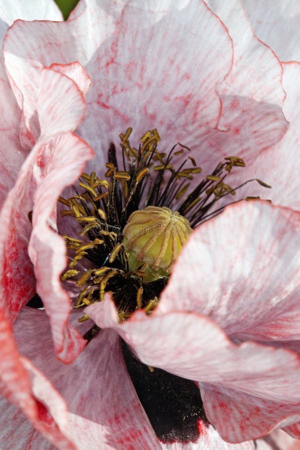 Germoglio Pallido Rosa Del Papavero Immagine Stock - Immagine di ...