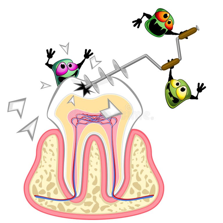 Tooth Germ Stock Illustrations – 1,036 Tooth Germ Stock Illustrations ...