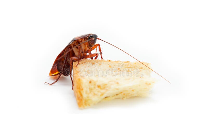 Germs Spread, Brown Cockroach Eating a Piece of Bread Stock Photo ...
