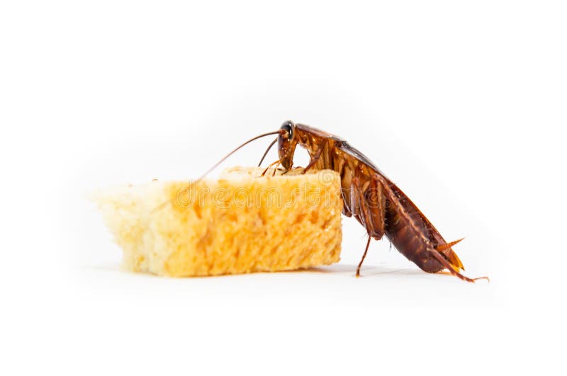 Germs Spread, Brown Cockroach Eating a Piece of Bread Stock Image ...
