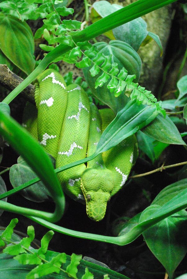 Gerold Groen Emerald Tree Boa Stock Foto - Image of smaragd ...