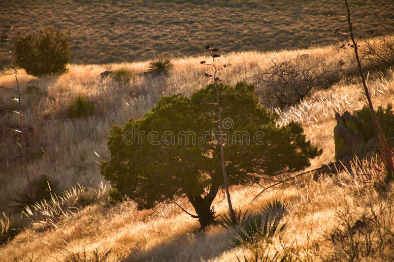 Geronimos Tree Stock Photos - Free & Royalty-Free Stock Photos from ...