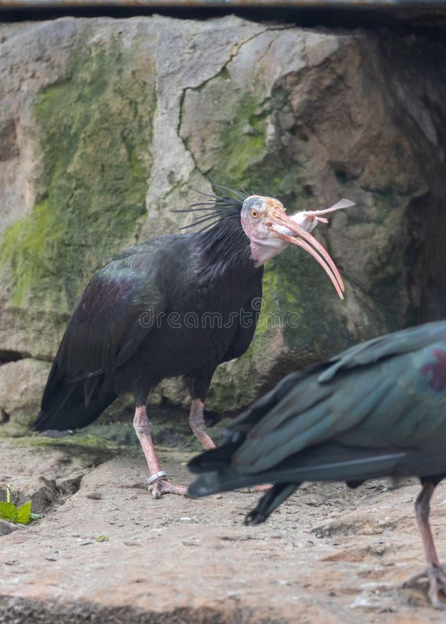 Geronticus Eremita - Northern Bald Ibis Eating a Mouse in Northern ...