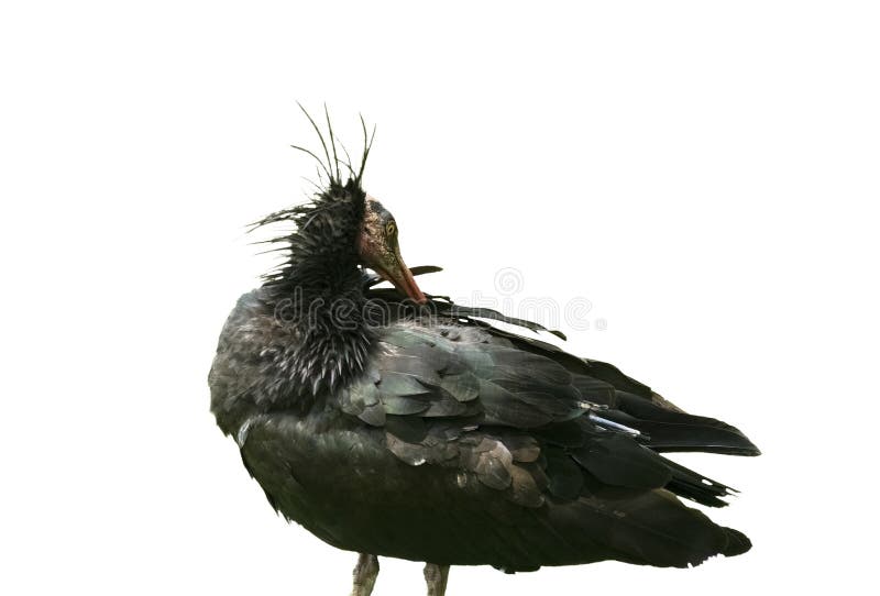 Geronticus hermit stock photo. Image of iridescence - 294620928