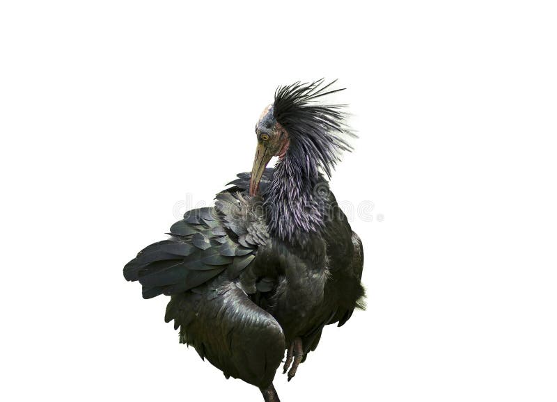 Geronticus hermit stock photo. Image of fauna, ugly - 294620924