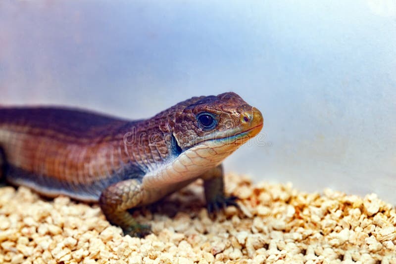 Gerrhosaurus Major or Sudan Plated Lizard Stock Photo - Image of ...