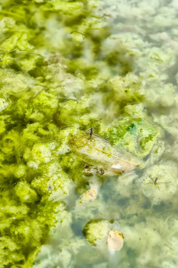 Gerridae are breeding stock photo. Image of skipper - 125985508
