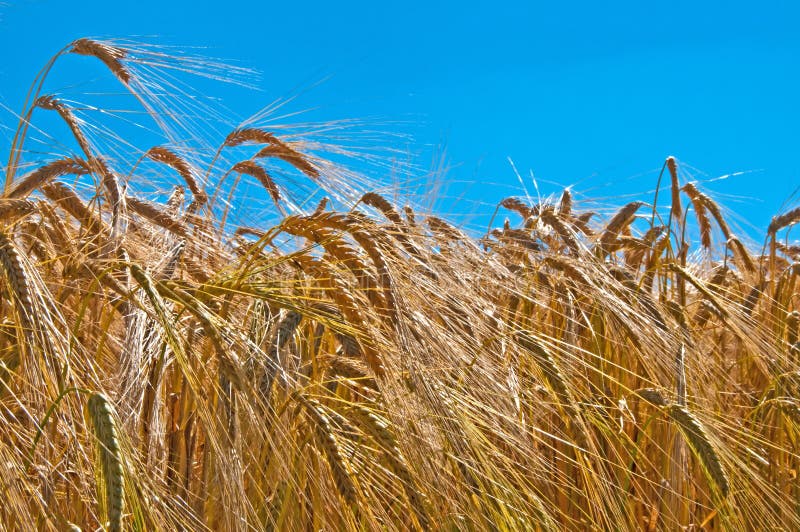 Gerst stock foto. Image of graangewas, graan, ingrediënt - 15071776