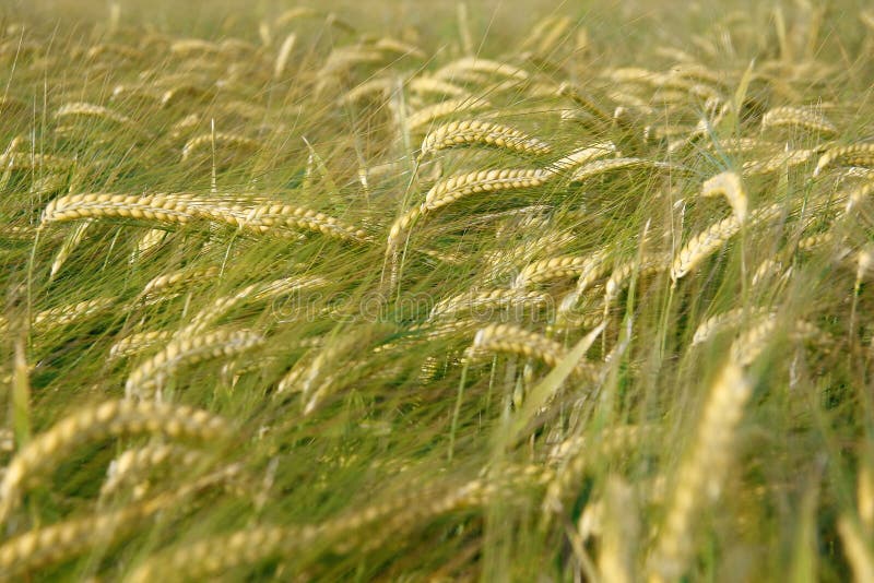 Gerst stock afbeelding. Image of graangewas, landbouw - 10732001