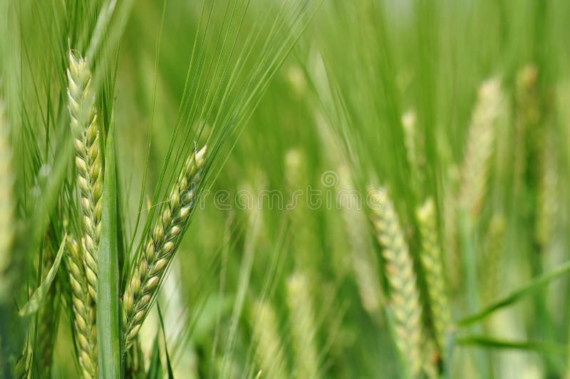 Gerst stock afbeelding. Image of groen, biologisch, landschap - 47136145