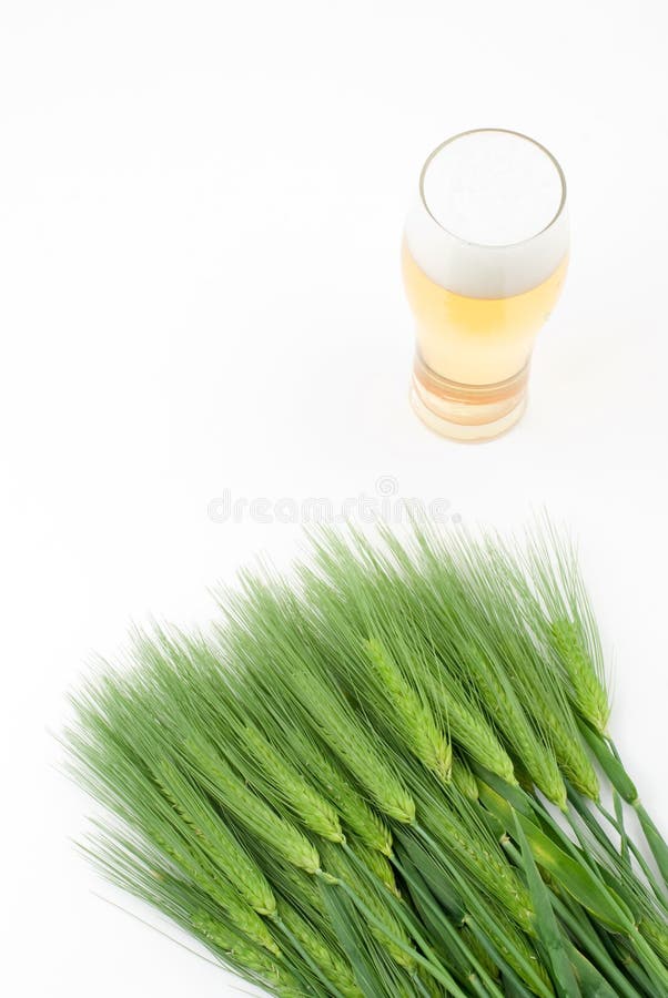 Gerst en Bier stock afbeelding. Image of vers, stam, opbrengst - 20811691
