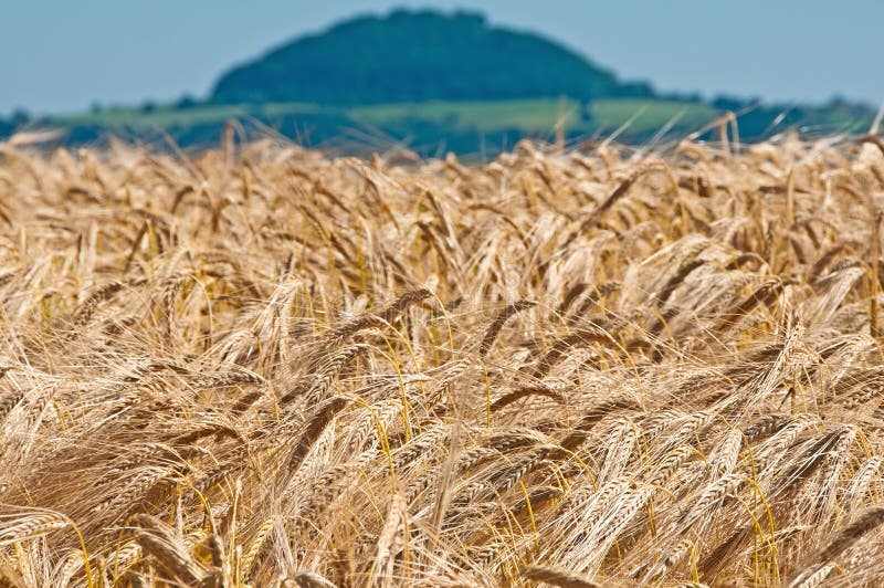 Gerste stockfoto. Bild von himmel, landwirtschaft, makro - 15074048