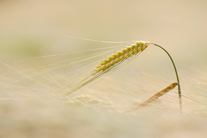Gerste stockfoto. Bild von bewirtschaften, reif, nahrung - 31985910