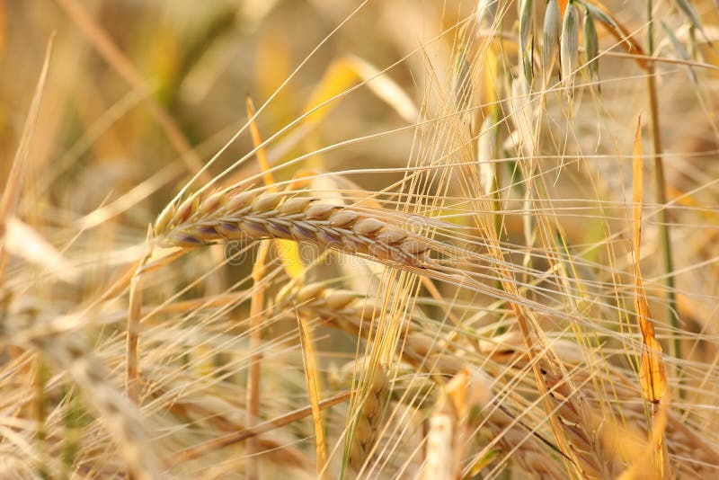 Gerste stockfoto. Bild von erzeugnis, korn, gerste, stamm - 5833862