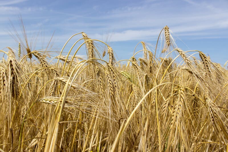 Viel reife Gerste stockfoto. Bild von supermarkt, nahrung - 81383312