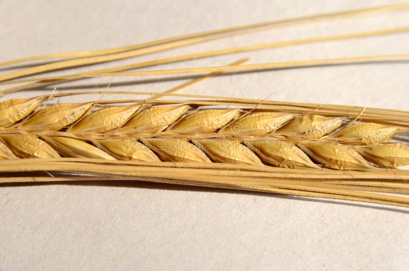 Gerste stockbild. Bild von kopf, spitze, schule, biologie - 97207613