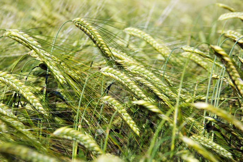 Gerste als Hintergrund stockfoto. Bild von stroh, wachstum - 73913346