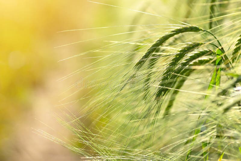 Goldene Gerste stockbild. Bild von nave, reif, getreidefeld - 33727809