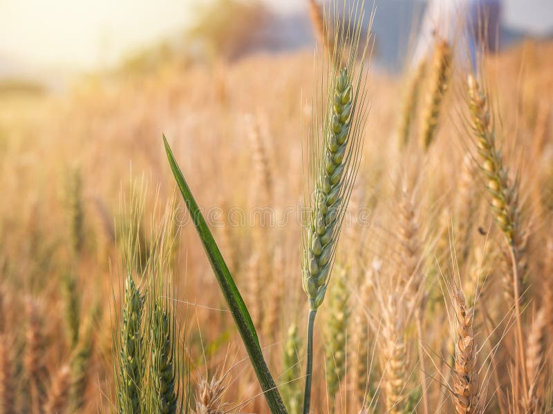 Gerste Feld in Periode Ernte Bei Sonnenuntergang Stockbild - Bild von ...