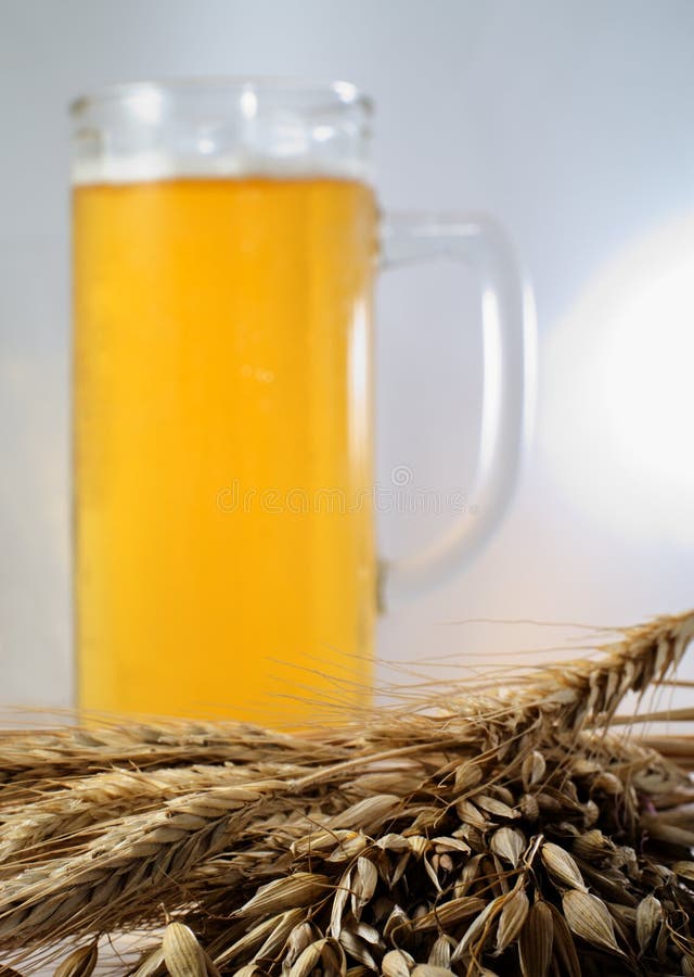 Gerste und Bier stockbild. Bild von gerste, gebräu, bier - 15684823