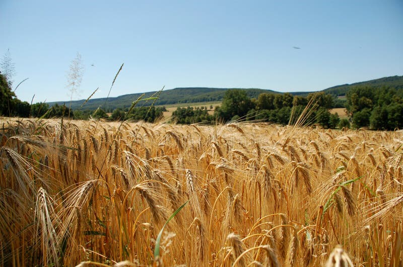 Feld der Gerste stockfoto. Bild von landwirtschaftlich - 904328