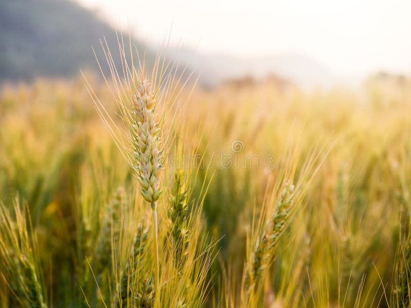 Gerste Feld in Periode Ernte Bei Sonnenuntergang Stockbild - Bild von ...
