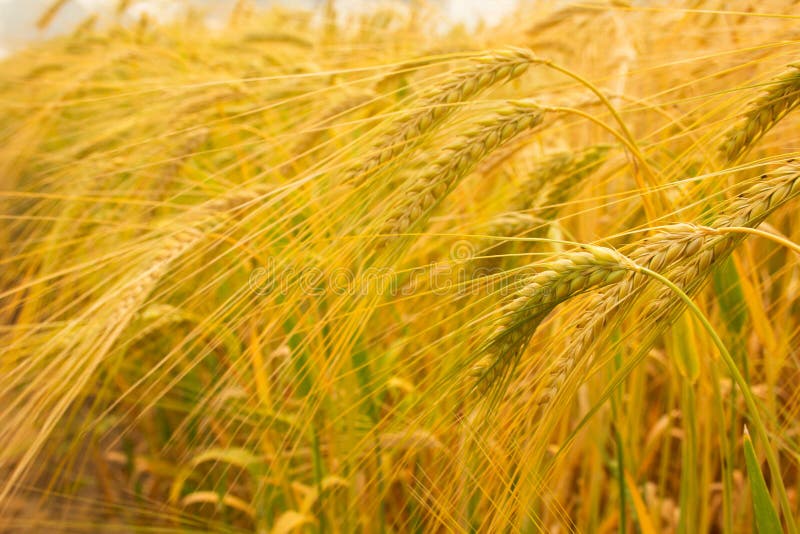 Gersten-Hintergrund stockfoto. Bild von frech, getreide - 56291718