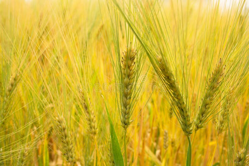 Gersten-Hintergrund stockfoto. Bild von schön, korn, bauernhof - 56291802