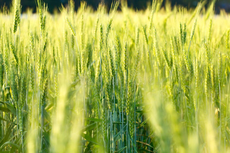 Gersten-Hintergrund stockfoto. Bild von schön, korn, bauernhof - 56291802