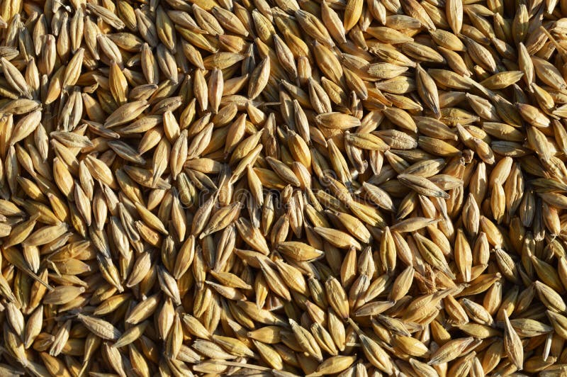 Gersten-Hintergrund stockfoto. Bild von frech, zwiebel - 61957708