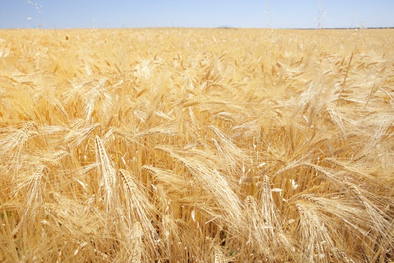 Gersten-Korn stockbild. Bild von abstichgraben, kochen - 35027965