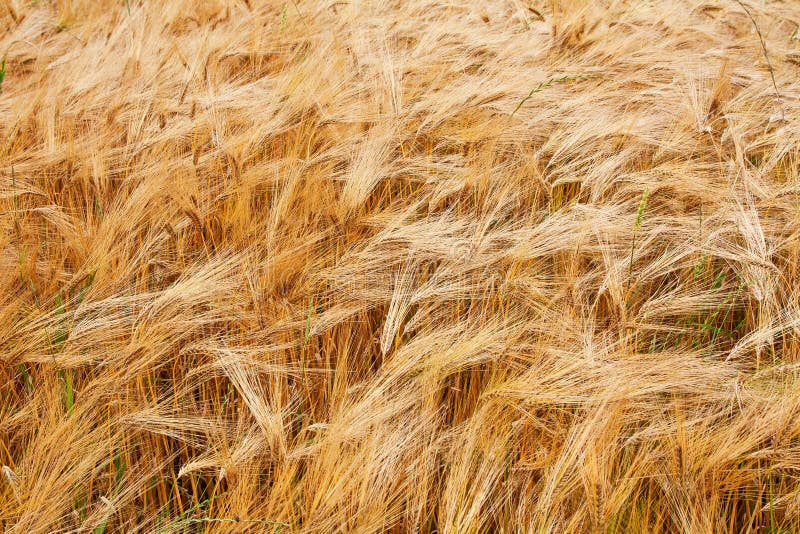 Gerstenfeld stockfoto. Bild von landwirtschaftlich, irisch - 14915208