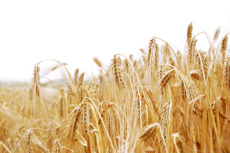 Gerstenfeld stockfoto. Bild von nave, frech, getreide - 15098054