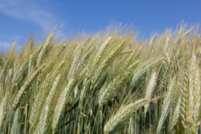 Gerste Feld in Periode Ernte Bei Sonnenuntergang Stockfoto - Bild von ...
