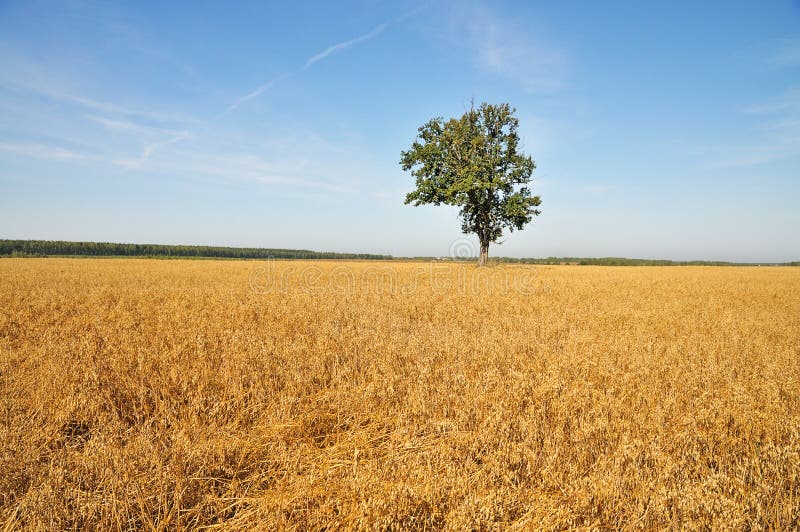 Gerstenfeld stockfoto. Bild von himmel, horizont, mais - 20942274