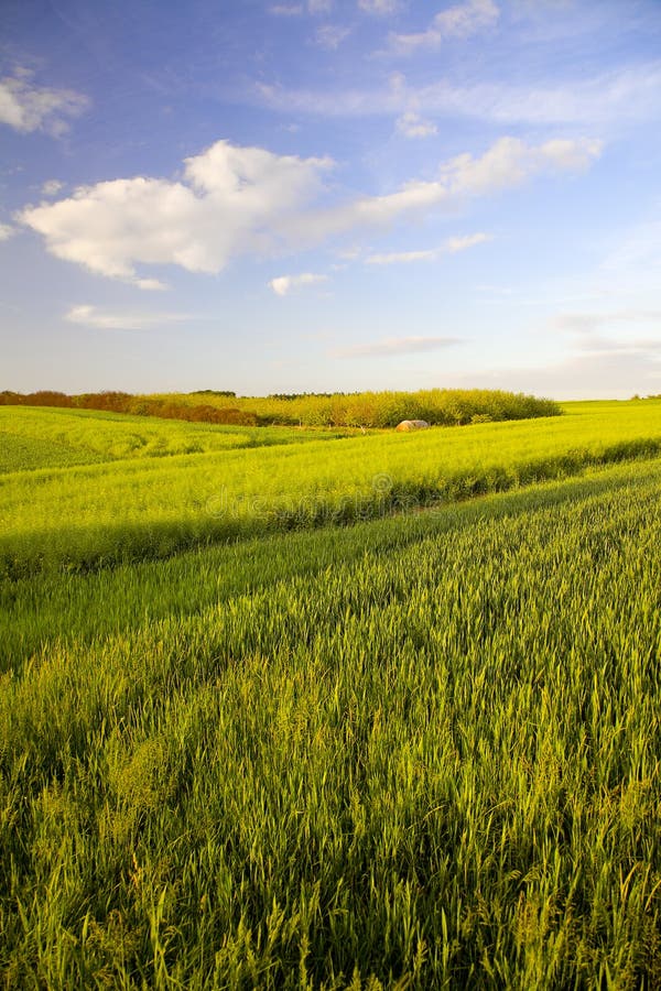 Gerstenfeld stockbild. Bild von getreide, landwirtschaftlich - 28870773