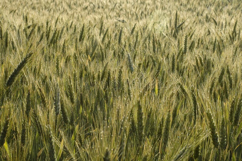 Gerstenfeld stockbild. Bild von feld, spitze, korn, landwirtschaft ...