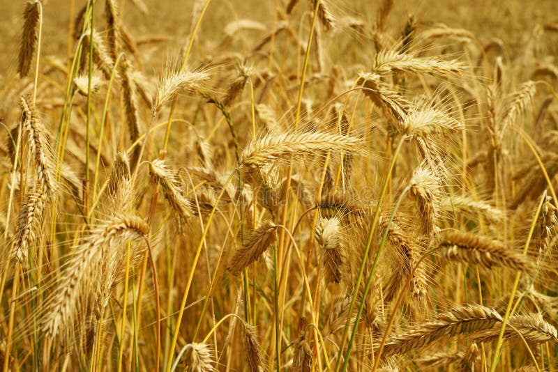 Gerstenfeld stockbild. Bild von landwirt, sommer, landwirtschaftlich ...