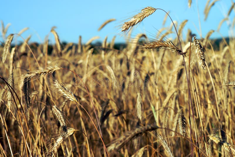 Gerstenfeld stockbild. Bild von landwirt, sommer, landwirtschaftlich ...