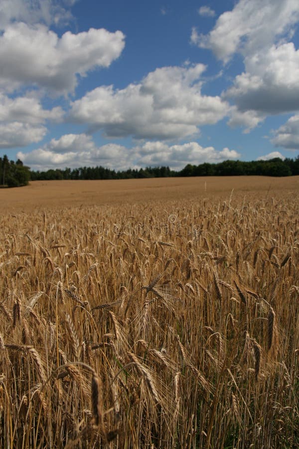 Gerstenfeld stockbild. Bild von gerste, spitze, sommer - 5818719