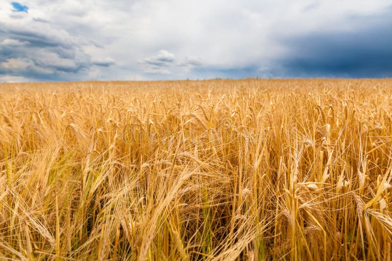 Gerstenfeld vor dem Sturm stockfoto. Bild von kharkov - 25767292