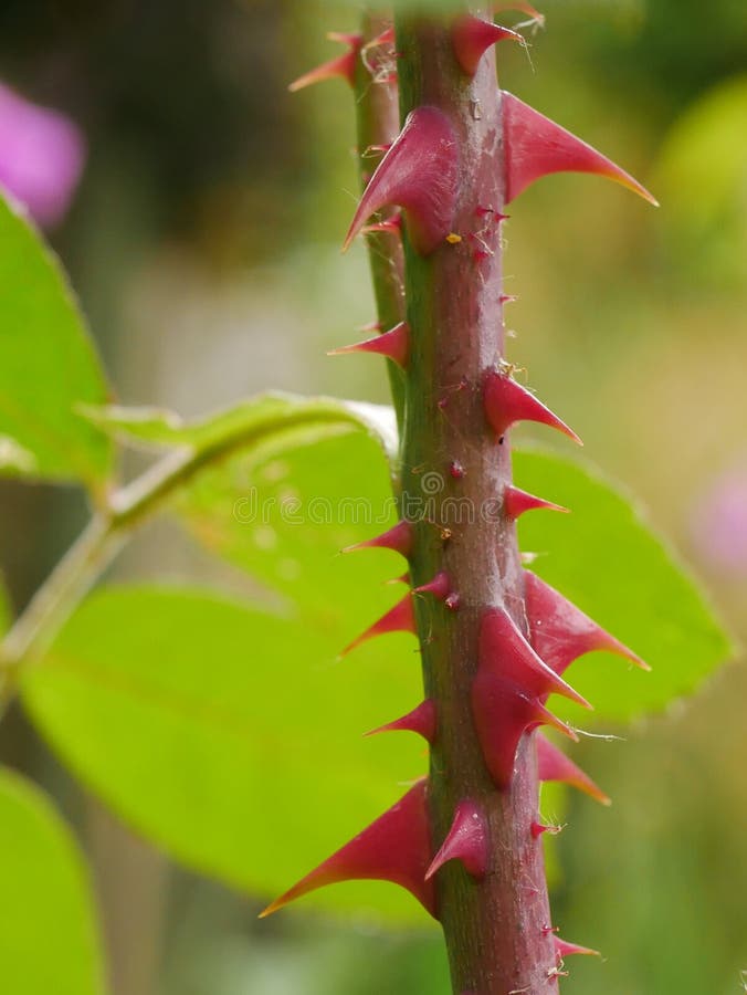 Gertrude Jekyll Rose Thorns Stock Photo - Image of nature, plant: 187683484