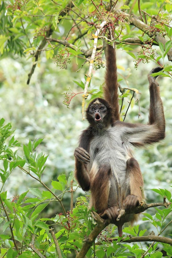 De Bruine Jongere Van De Spinaap Stock Foto - Image of amerikaans ...